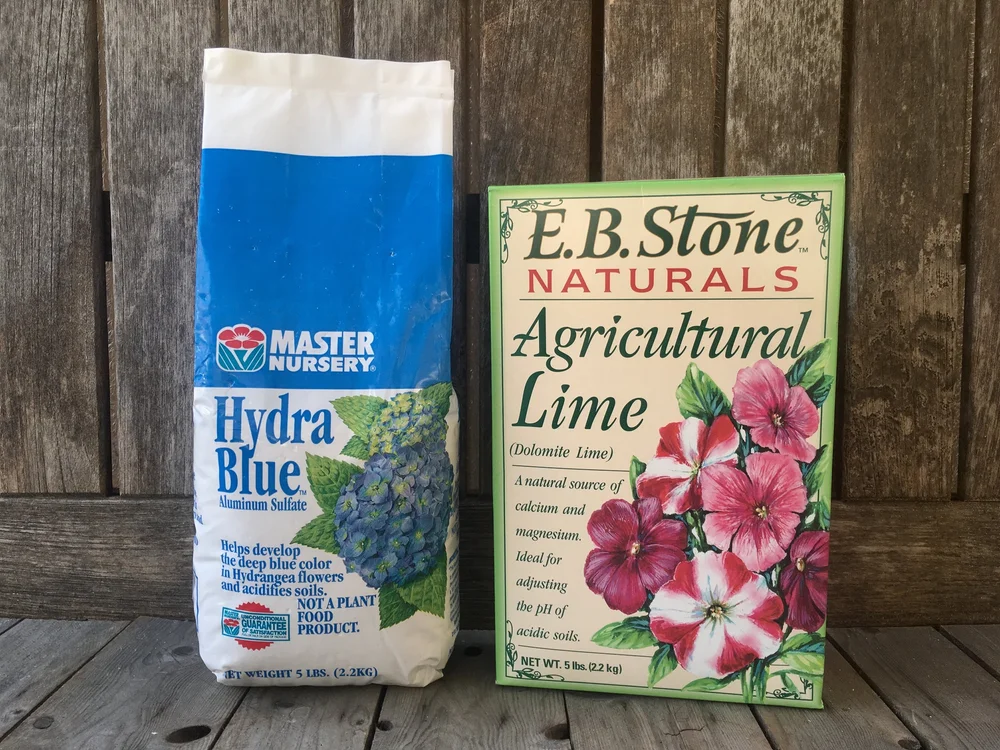 Q & A: Hydrangeas - Orchard Nursery