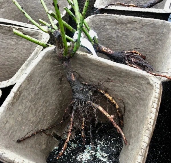 Bareroot 101 - Orchard Nursery