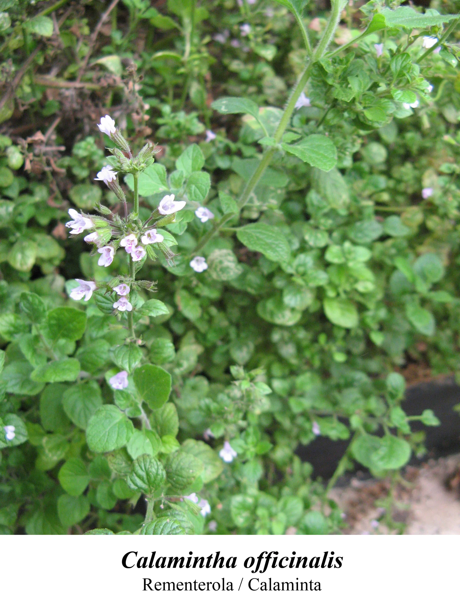 Nepitella