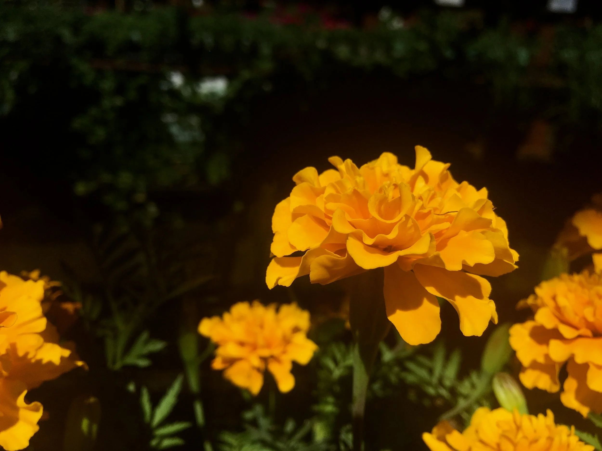 Edible Marigolds - Orchard Nursery