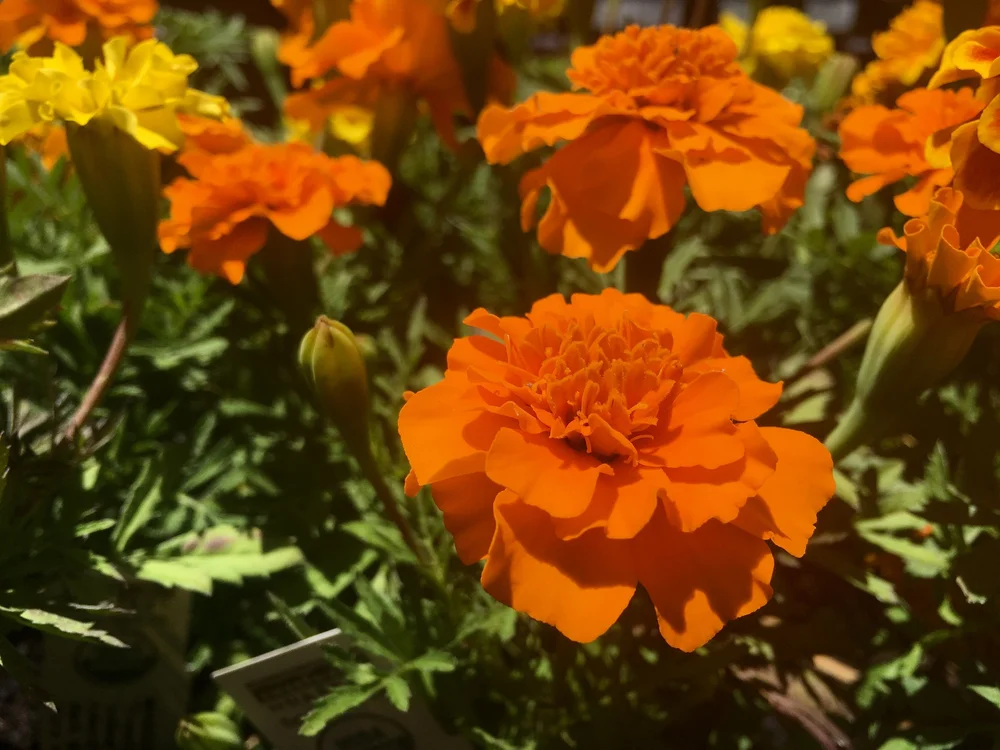 Edible Marigolds - Orchard Nursery