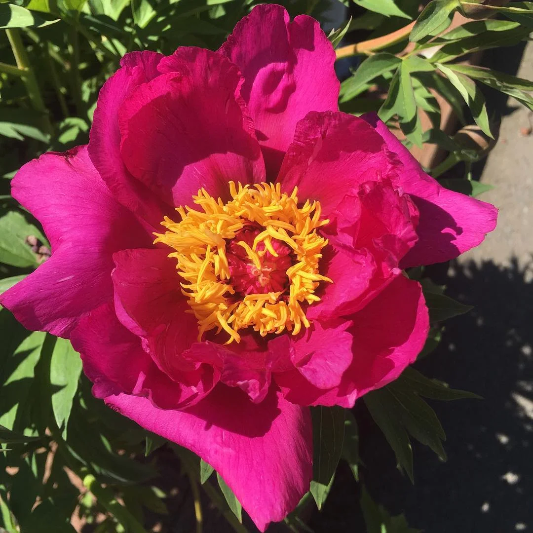 Peonies 101 - Orchard Nursery