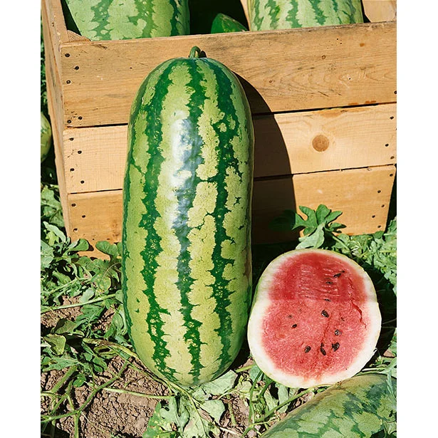 Grow Your Own: Watermelons! - Orchard Nursery