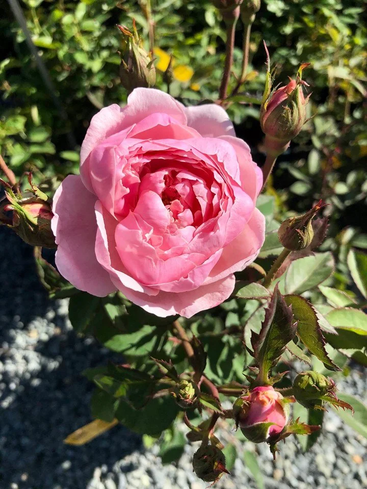 Standing Room Only! FREE Rose Pruning Demo - Orchard Nursery