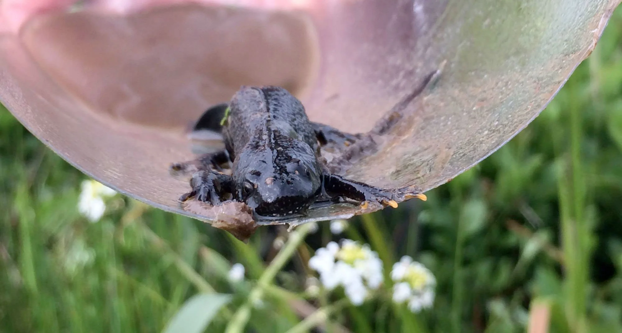 Great Crested Newts — BiOME Consulting