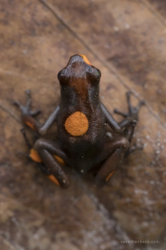 BLOG - save the chocó