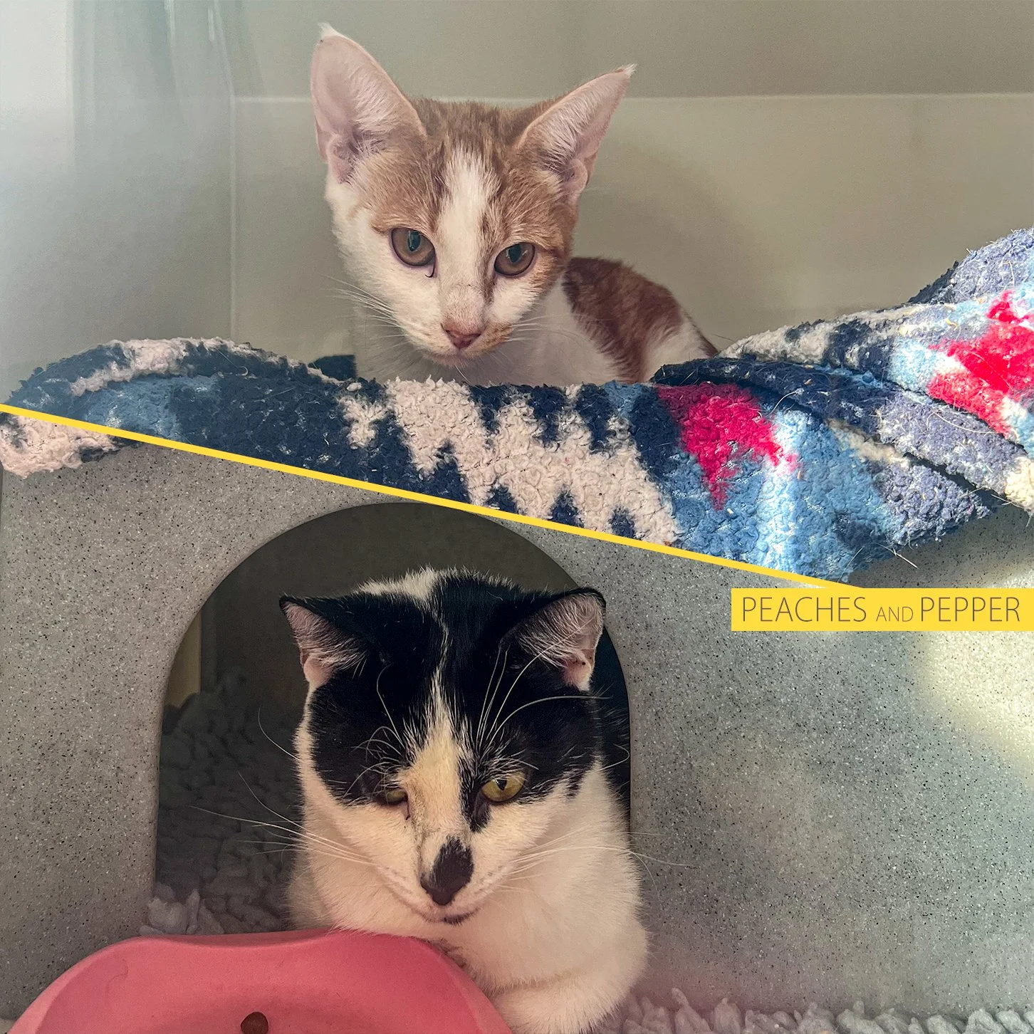 Adopt a cat or foster a cat in London - Feline Friends London