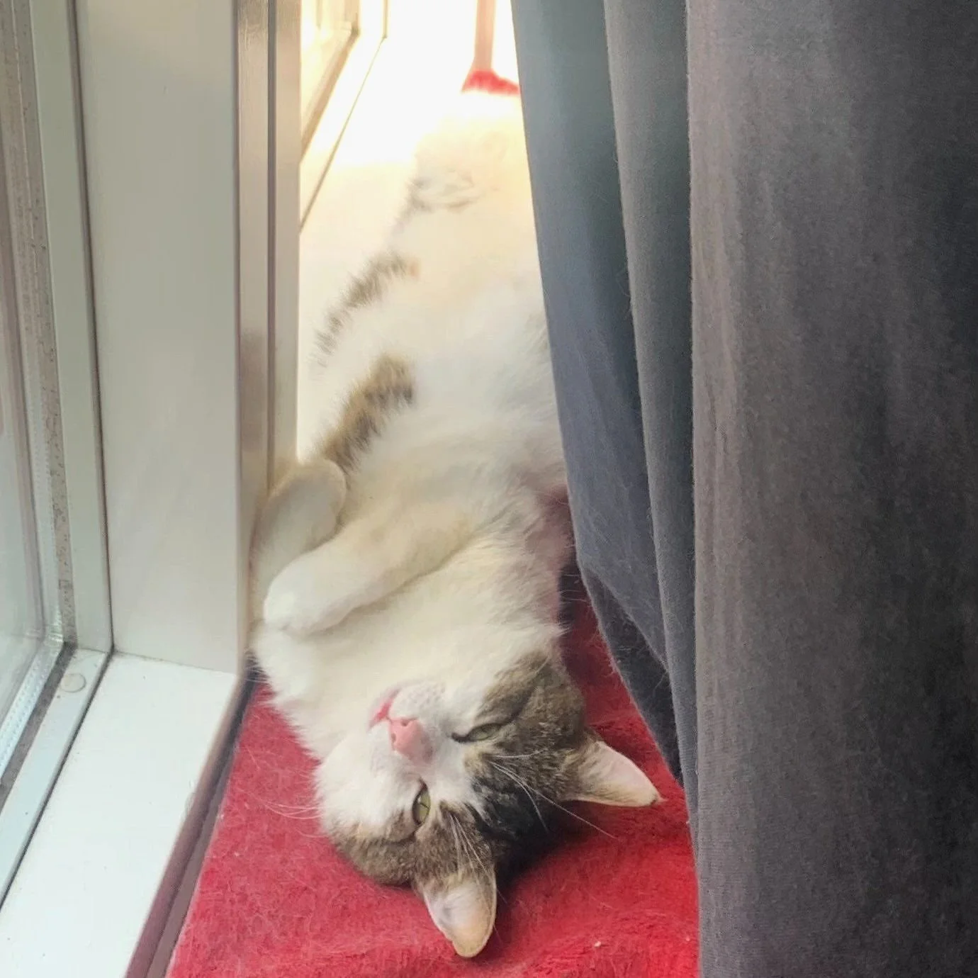 Adoption — Adopt a cat or foster a cat in London - Feline Friends London