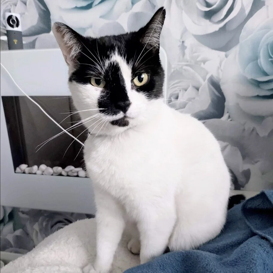 Adoption — Adopt a cat or foster a cat in London - Feline Friends London
