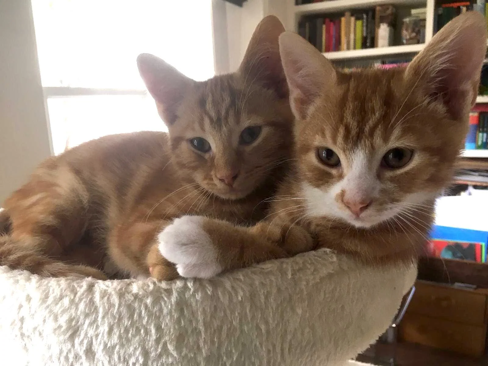 Ginger Cat
