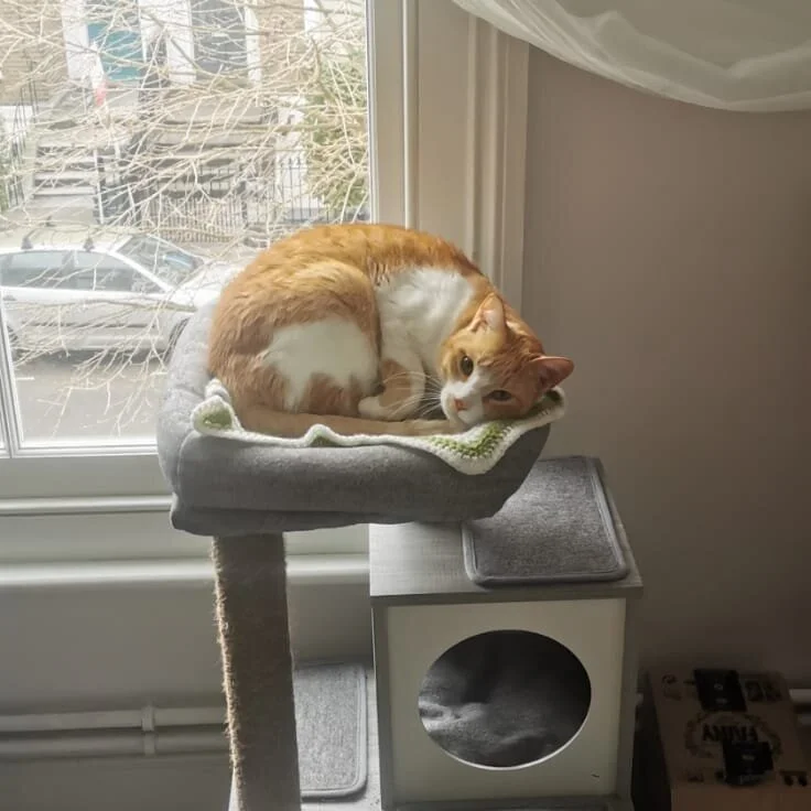 Adoption — Adopt a cat or foster a cat in London - Feline Friends London