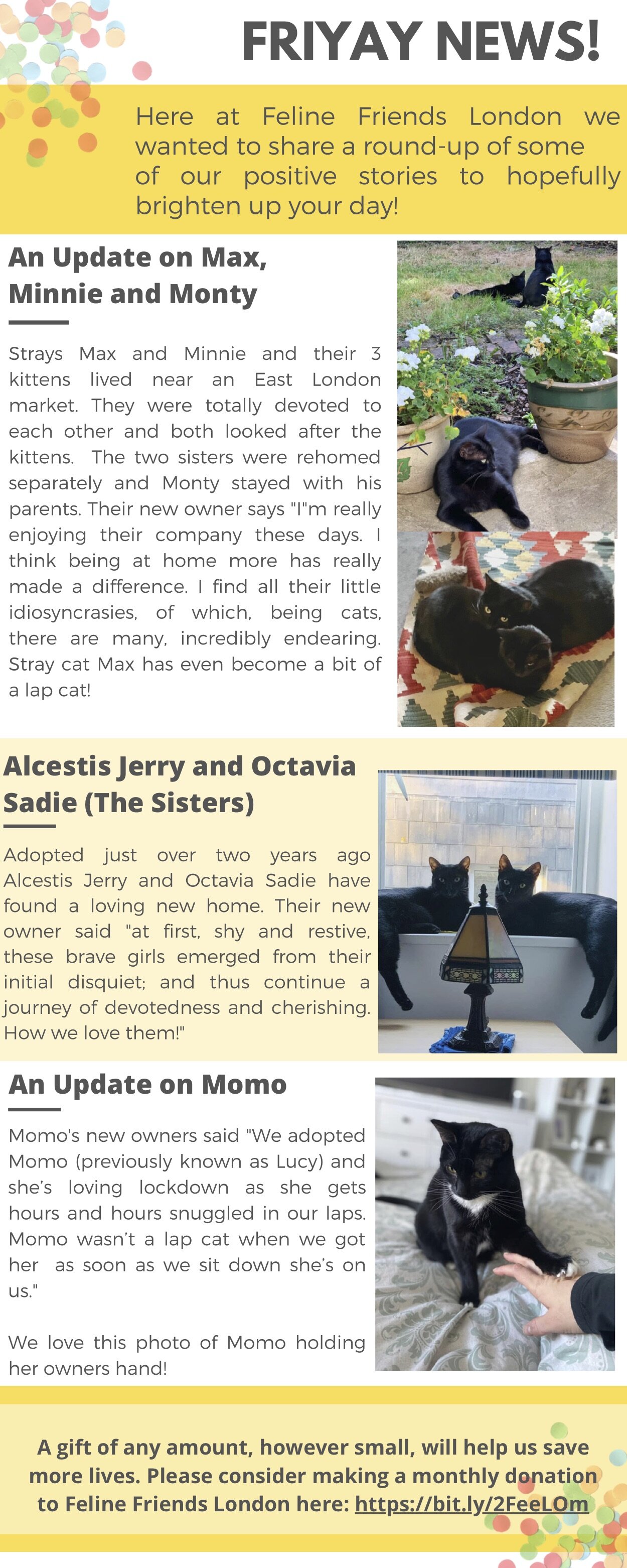 Latest News — Adopt a cat or foster a cat in London - Feline Friends London
