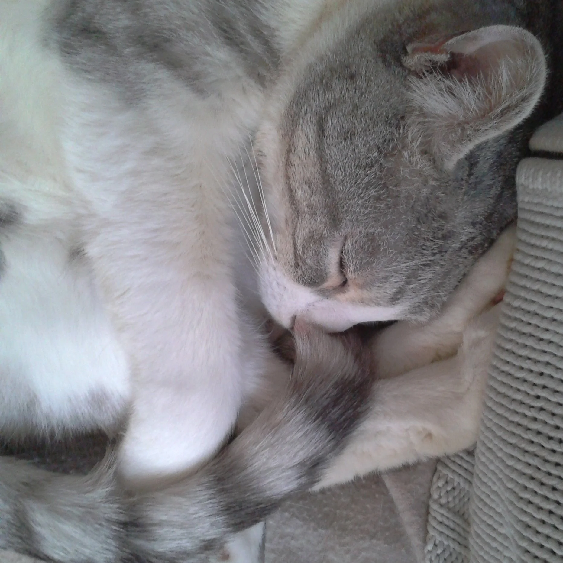 Adoption — Adopt a cat or foster a cat in London - Feline Friends London