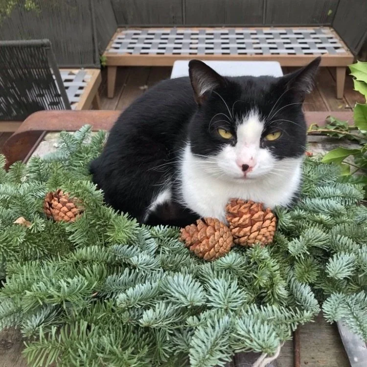 Adoption — Adopt a cat or foster a cat in London - Feline Friends London