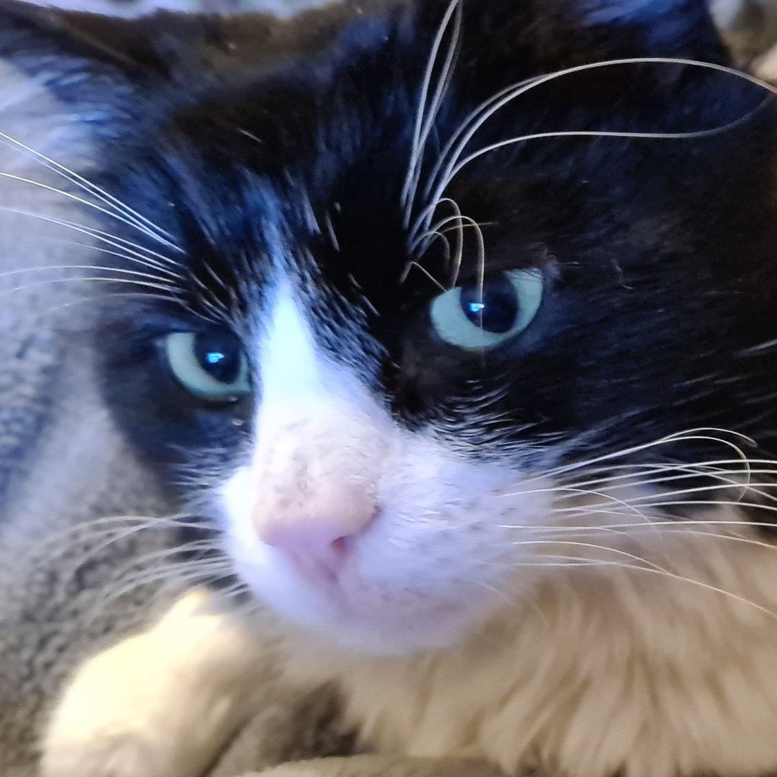 Adoption — Adopt a cat or foster a cat in London - Feline Friends London