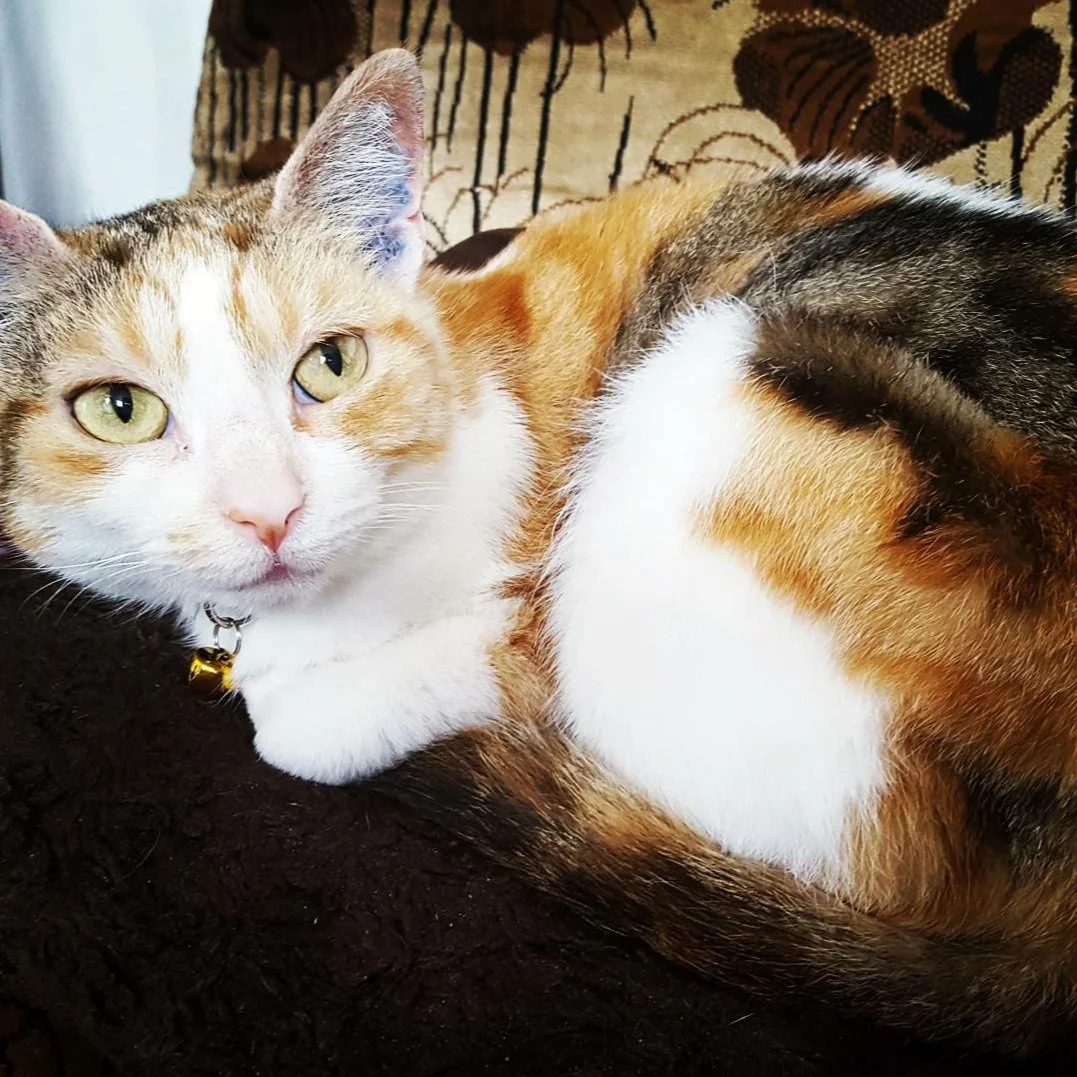 Adoption — Adopt a cat or foster a cat in London - Feline Friends London