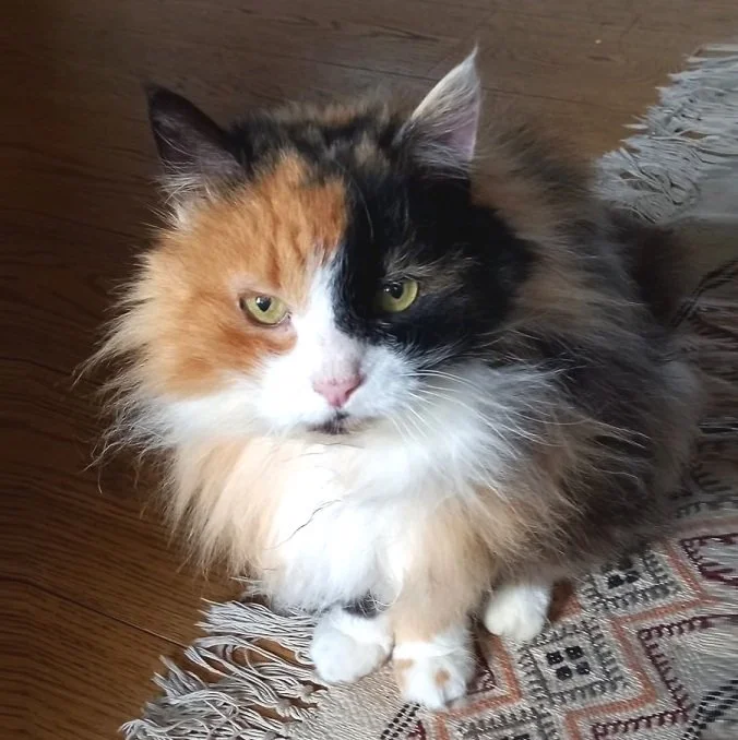 Adopt a cat or foster a cat in London - Feline Friends London