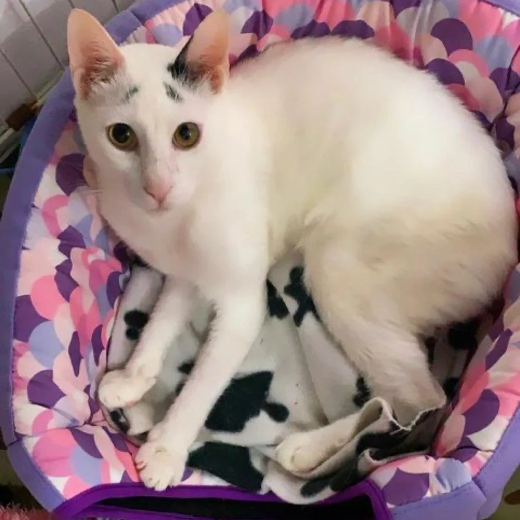 Adoption — Adopt a cat or foster a cat in London - Feline Friends London