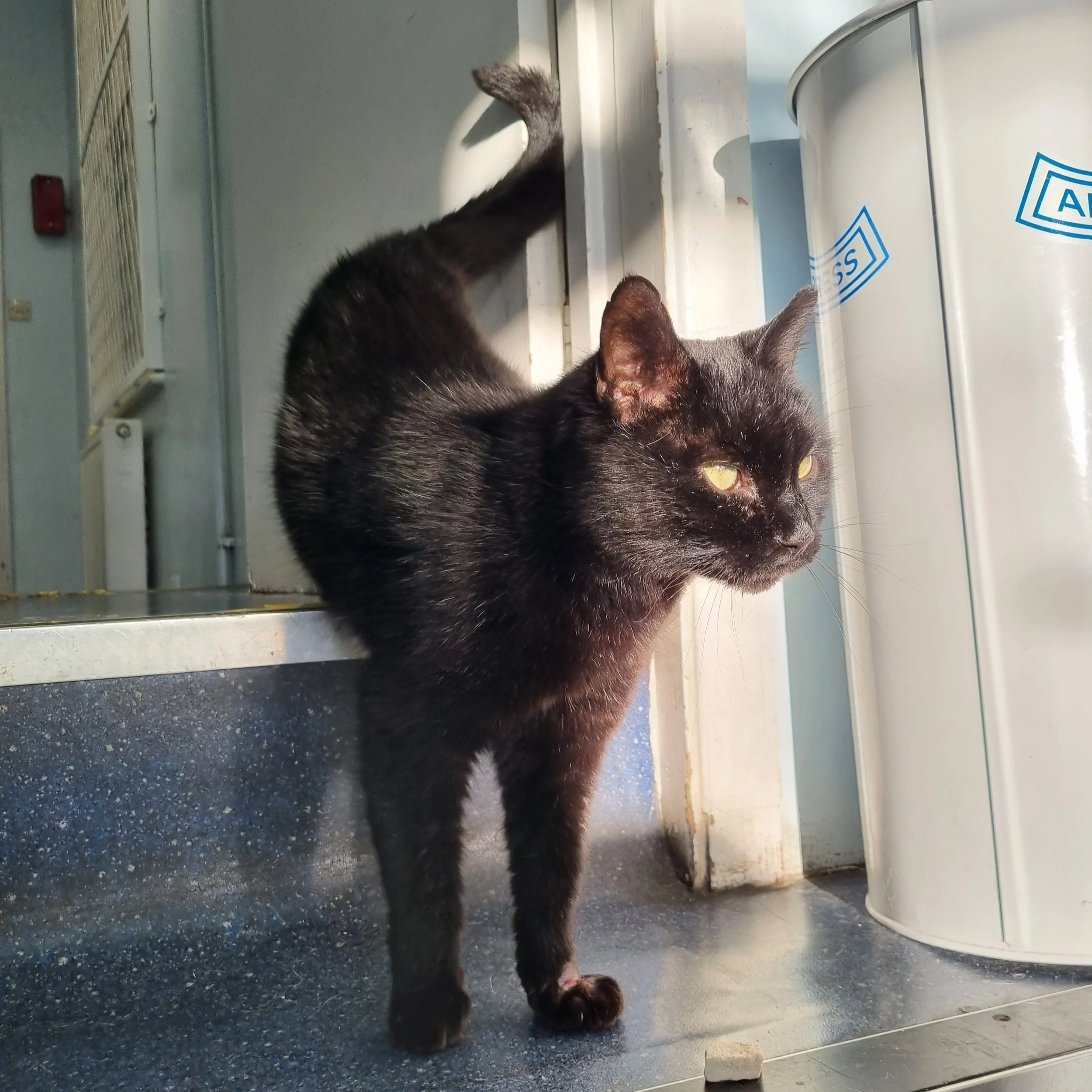 Adopt a cat or foster a cat in London - Feline Friends London