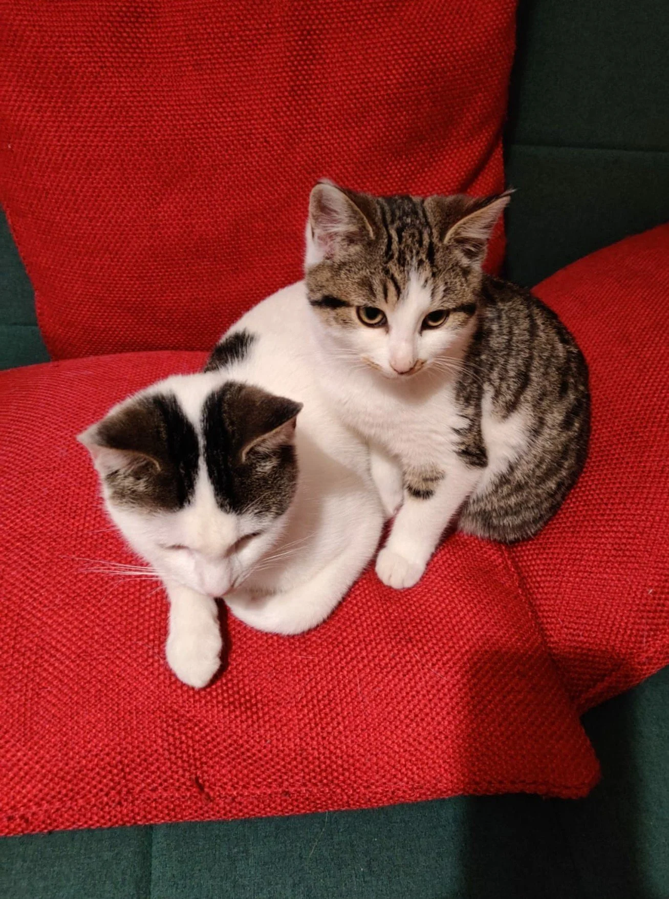 Adoption — Adopt a cat or foster a cat in London - Feline Friends London