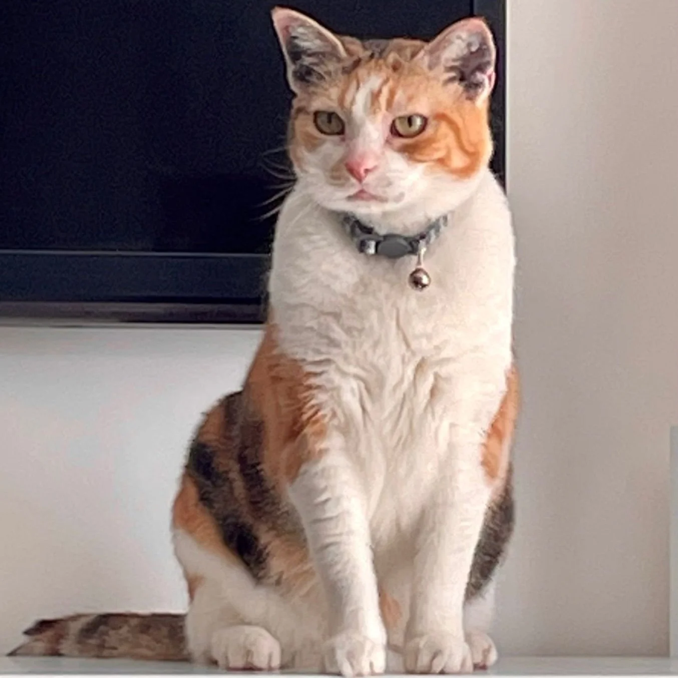 Adoption — Adopt a cat or foster a cat in London - Feline Friends London