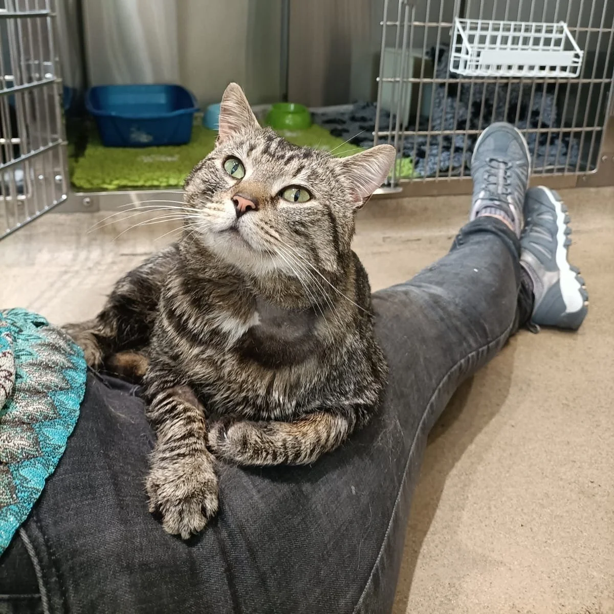 Adoption — Adopt a cat or foster a cat in London - Feline Friends London
