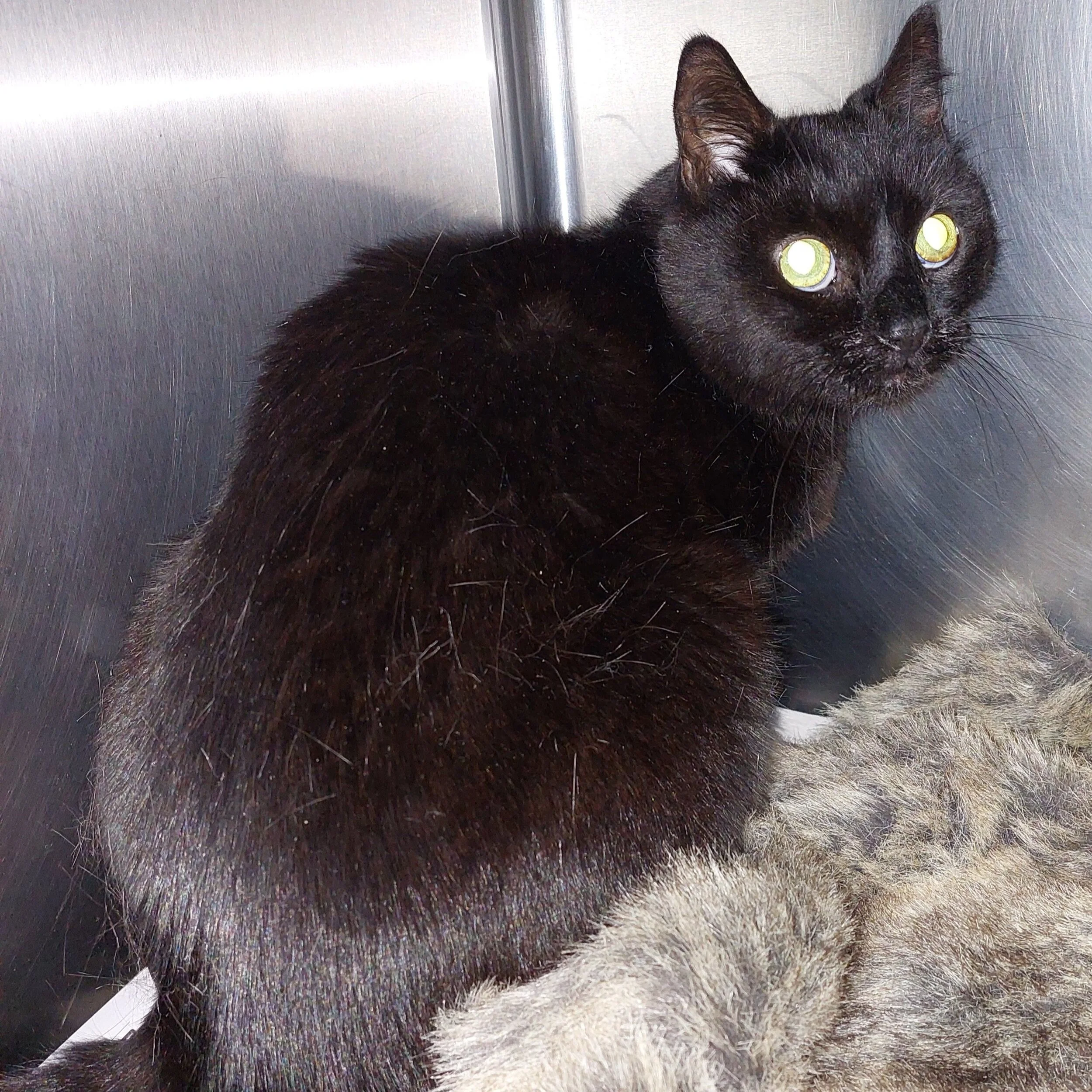 Adopt a cat or foster a cat in London - Feline Friends London