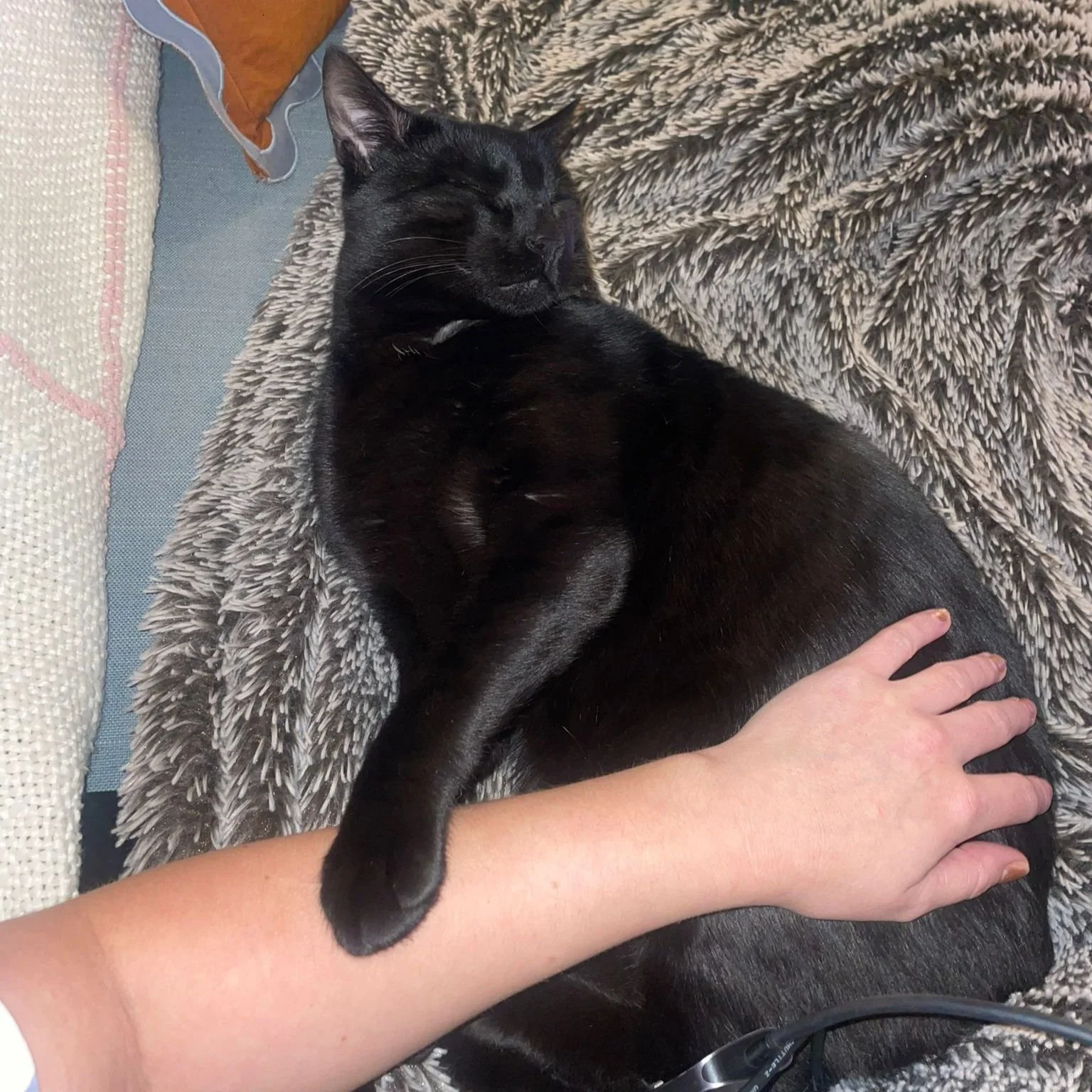 Adoption — Adopt a cat or foster a cat in London - Feline Friends London