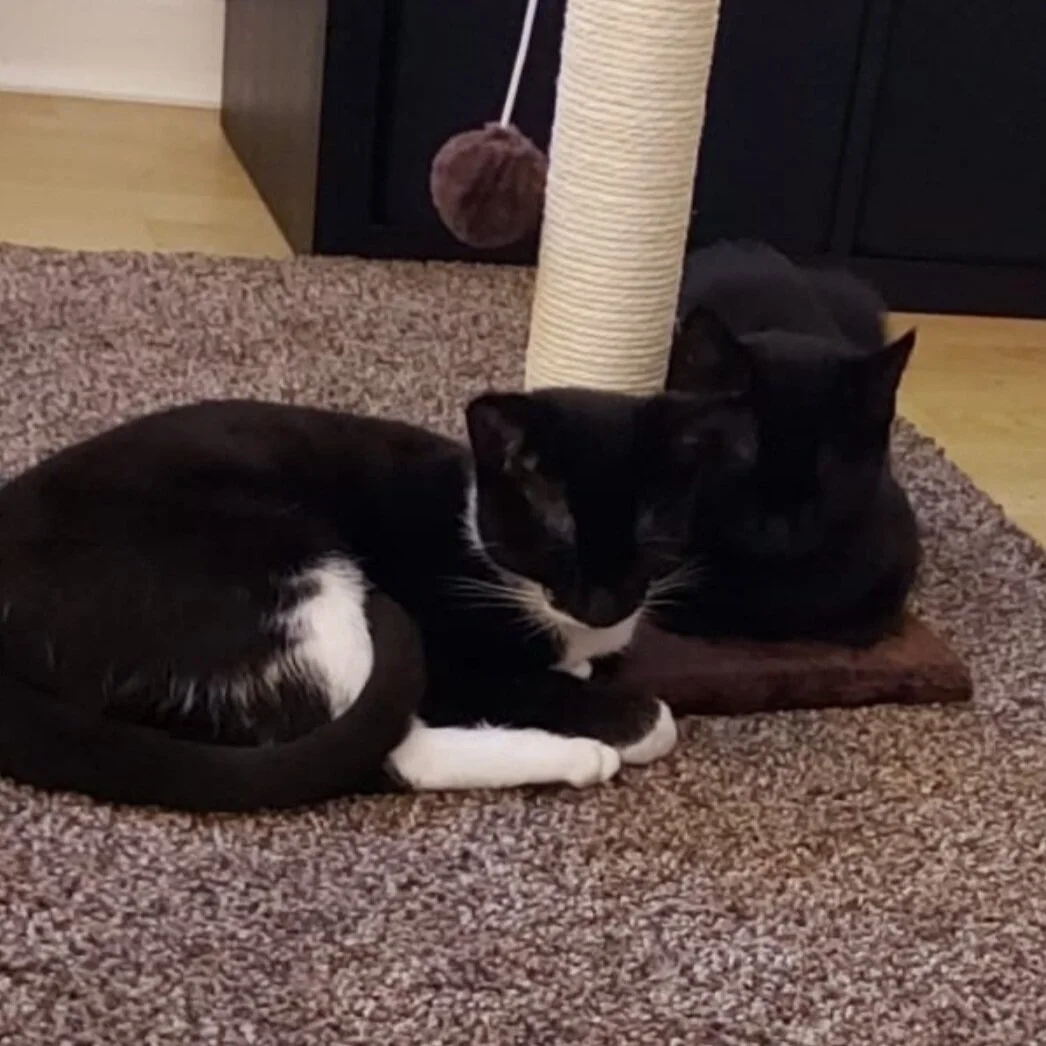 Adoption — Adopt a cat or foster a cat in London - Feline Friends London