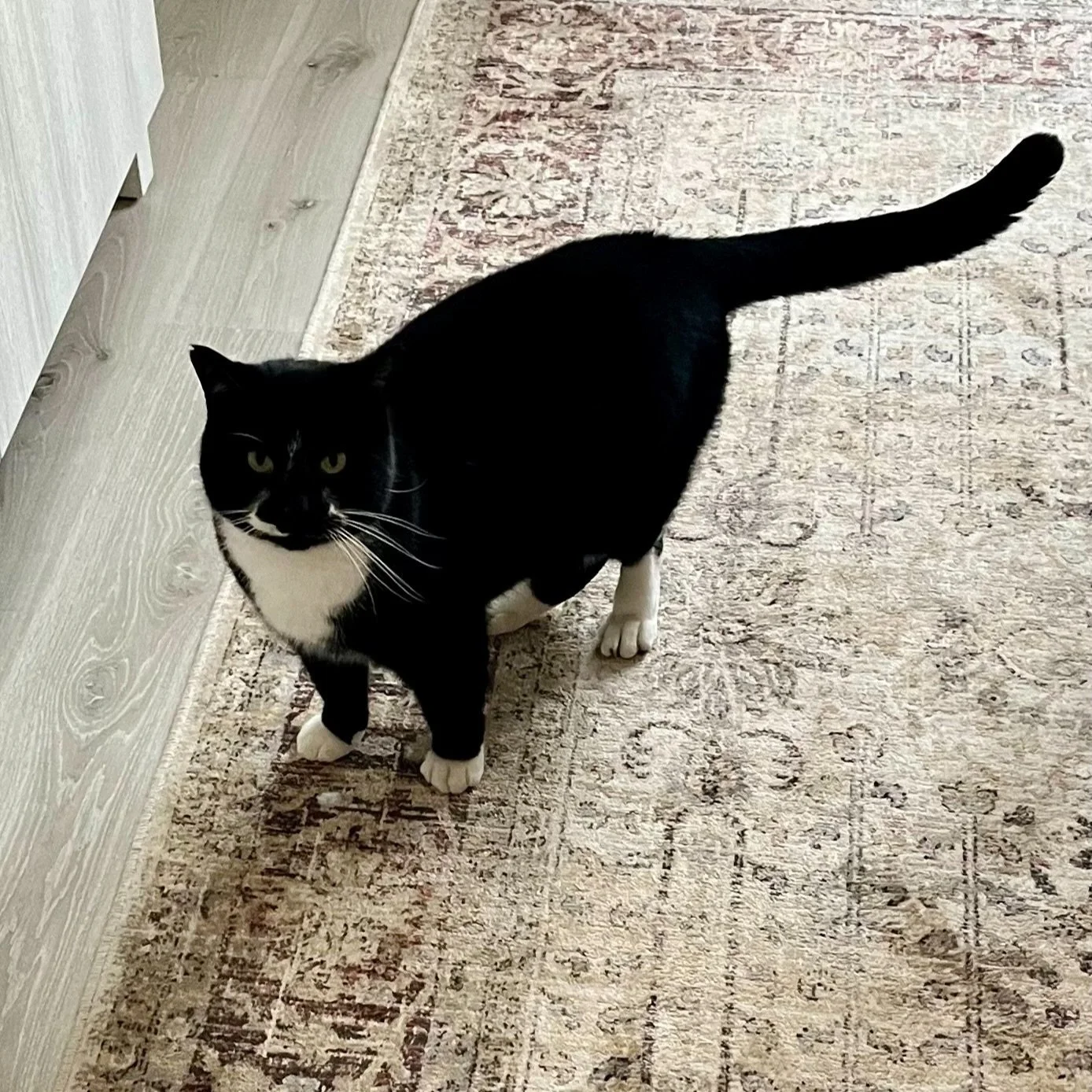 Adoption — Adopt a cat or foster a cat in London - Feline Friends London