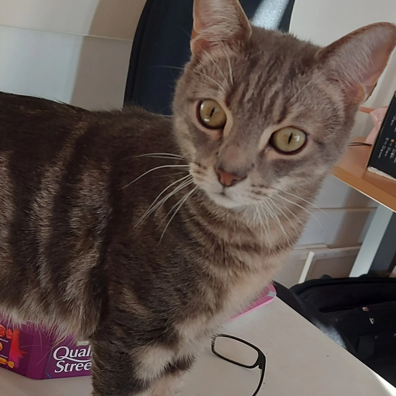 Adoption — Adopt a cat or foster a cat in London - Feline Friends London