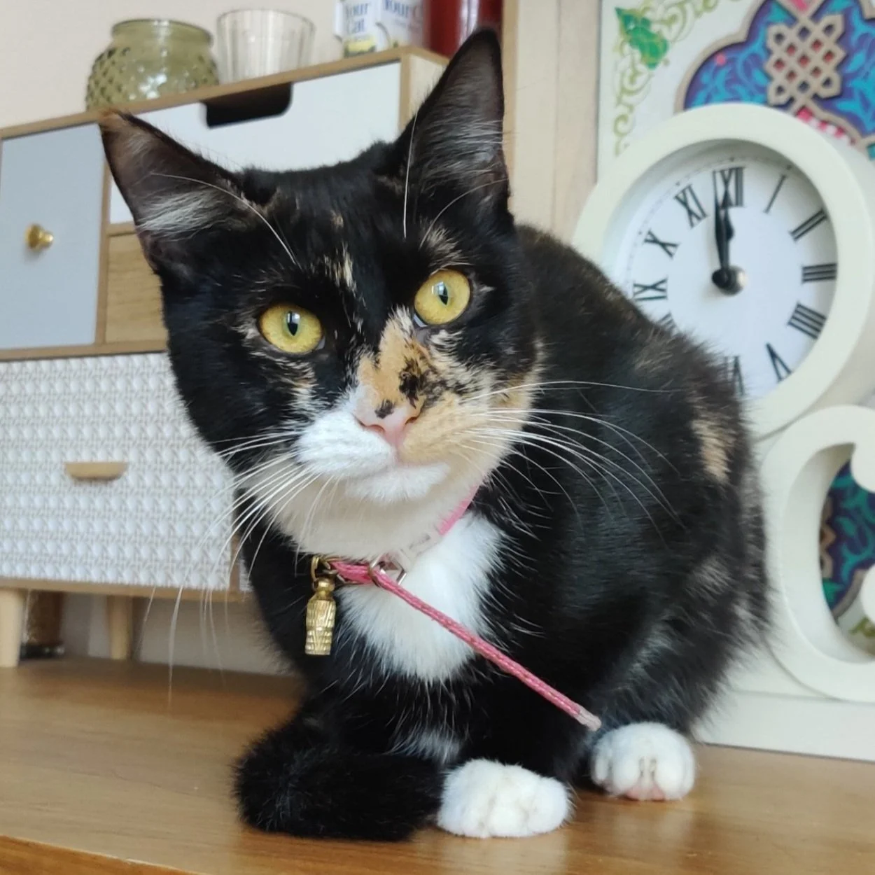 Adoption — Adopt a cat or foster a cat in London - Feline Friends London