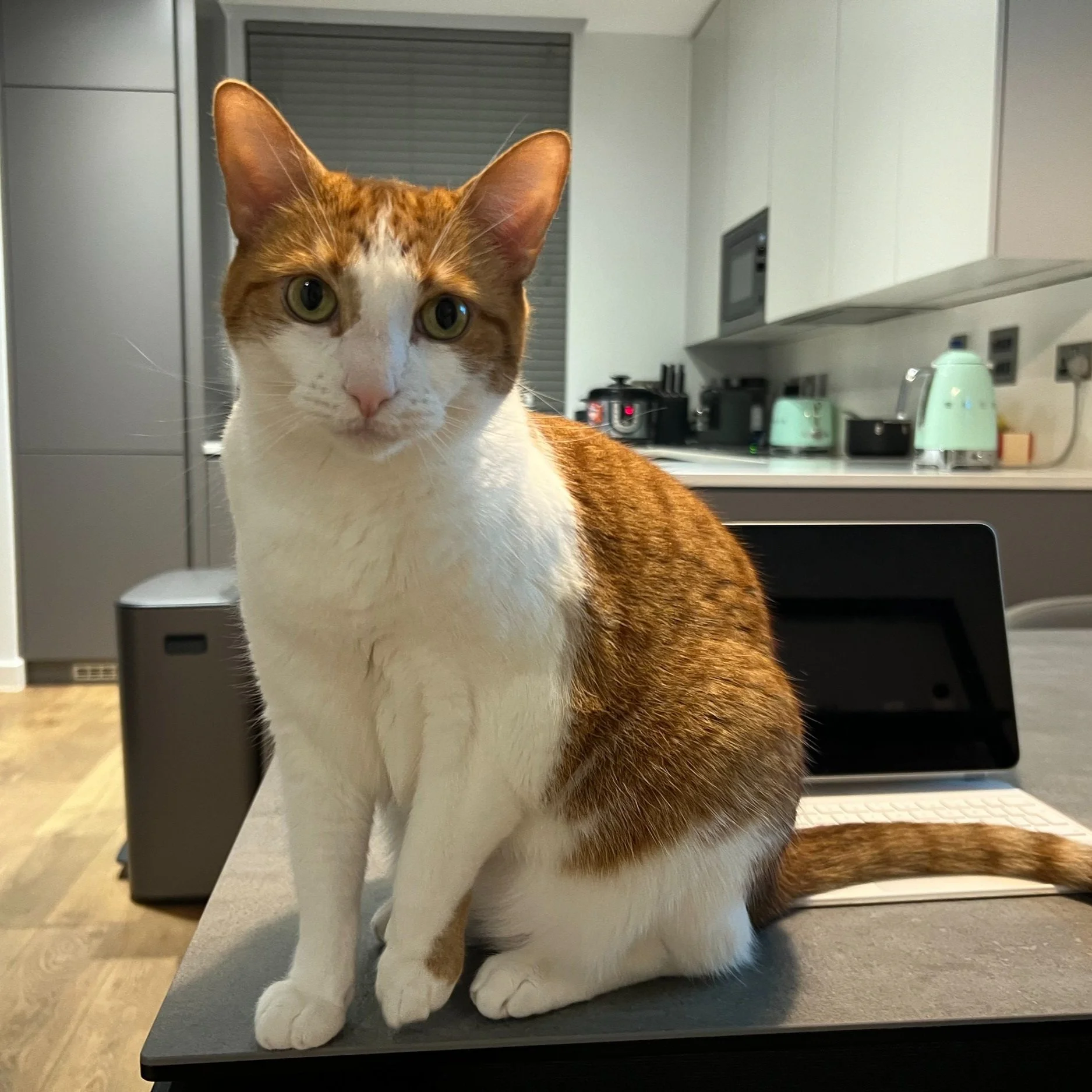 Adoption — Adopt a cat or foster a cat in London - Feline Friends London