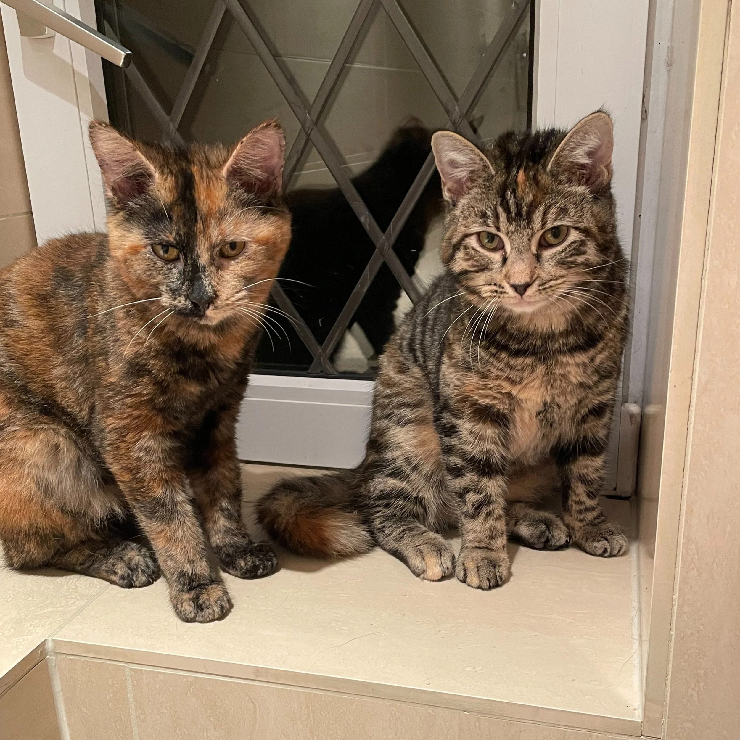 Adoption — Adopt a cat or foster a cat in London - Feline Friends London