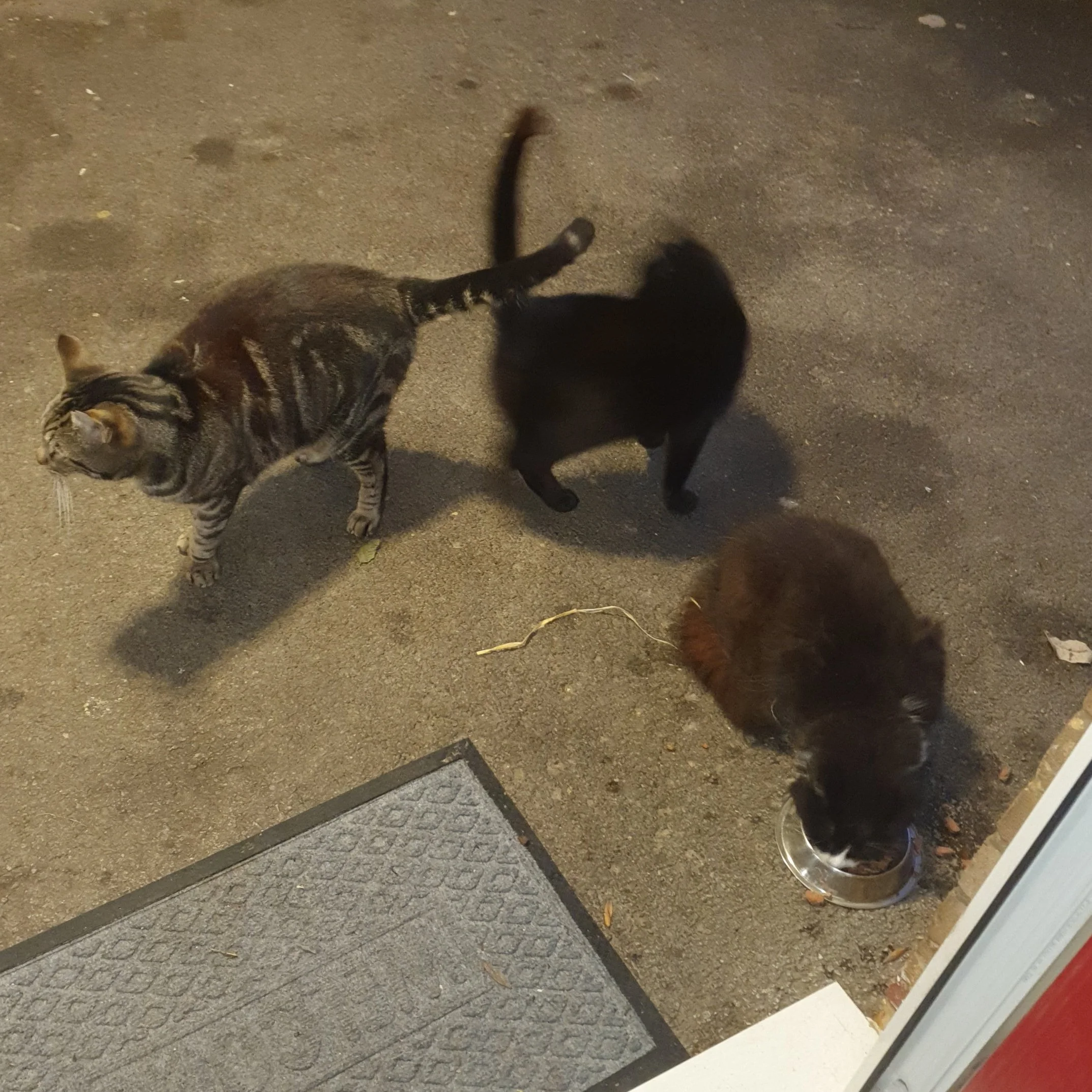 Adoption — Adopt a cat or foster a cat in London - Feline Friends London