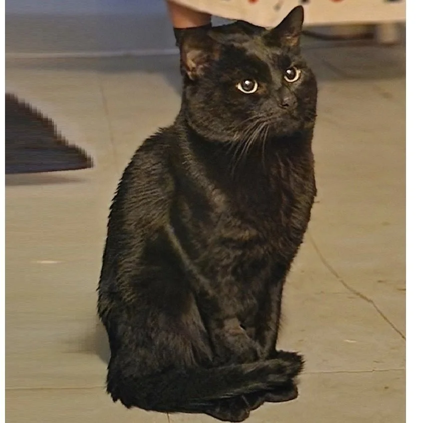 Adoption — Adopt a cat or foster a cat in London - Feline Friends London