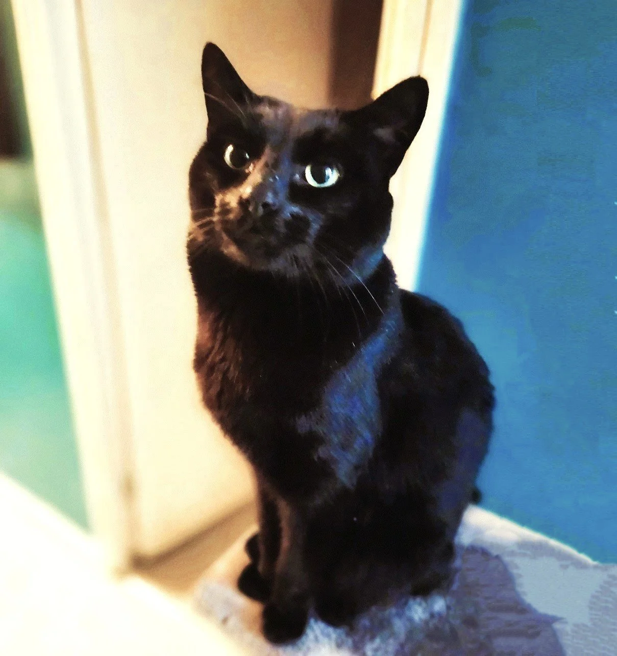 Adoption — Adopt a cat or foster a cat in London - Feline Friends London