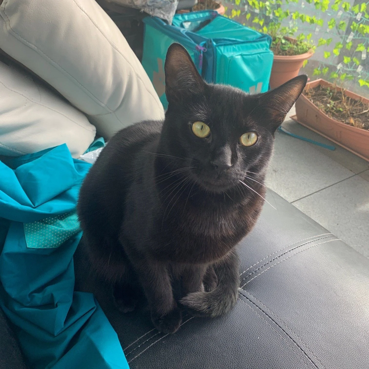 Adoption — Adopt a cat or foster a cat in London - Feline Friends London