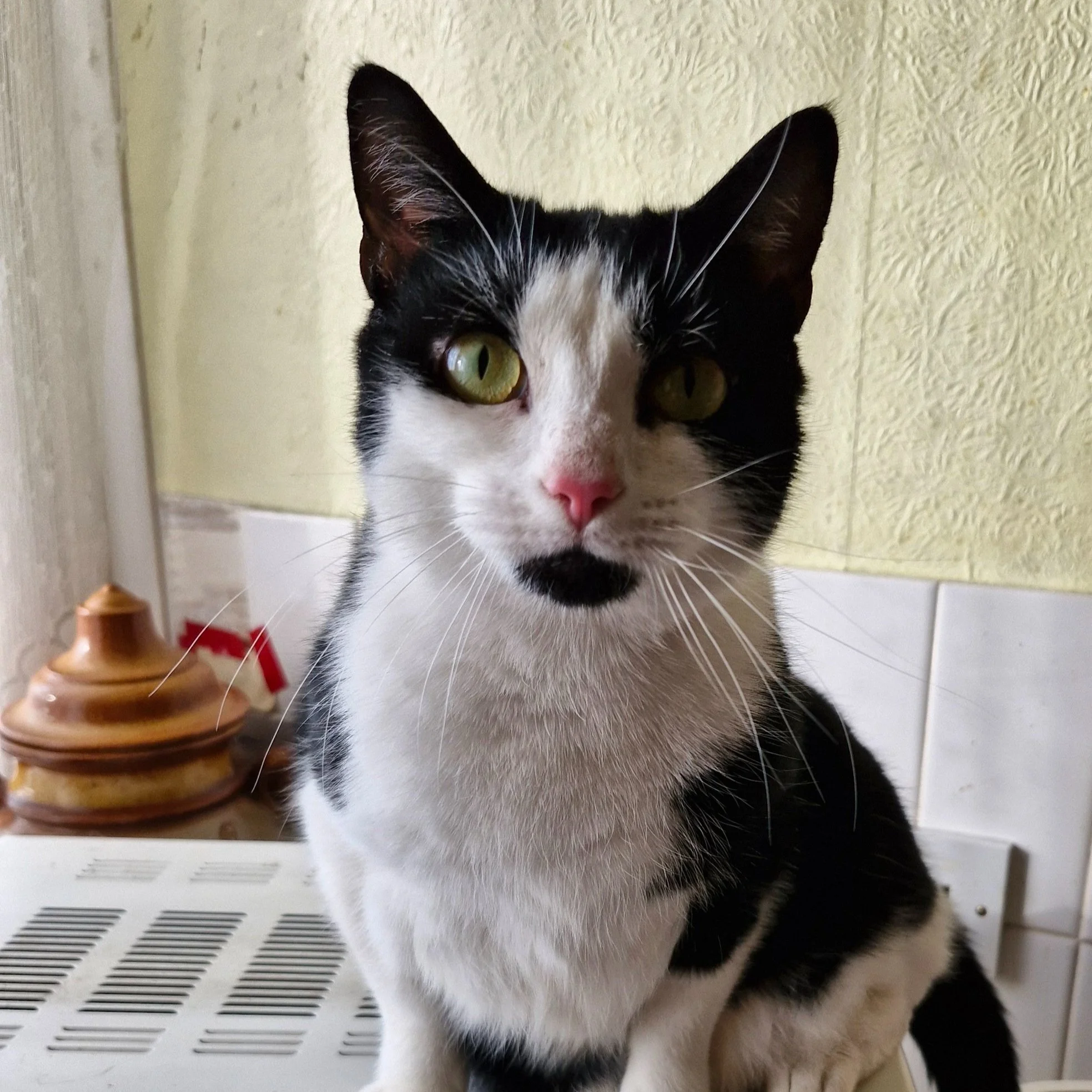 Adoption — Adopt a cat or foster a cat in London - Feline Friends London