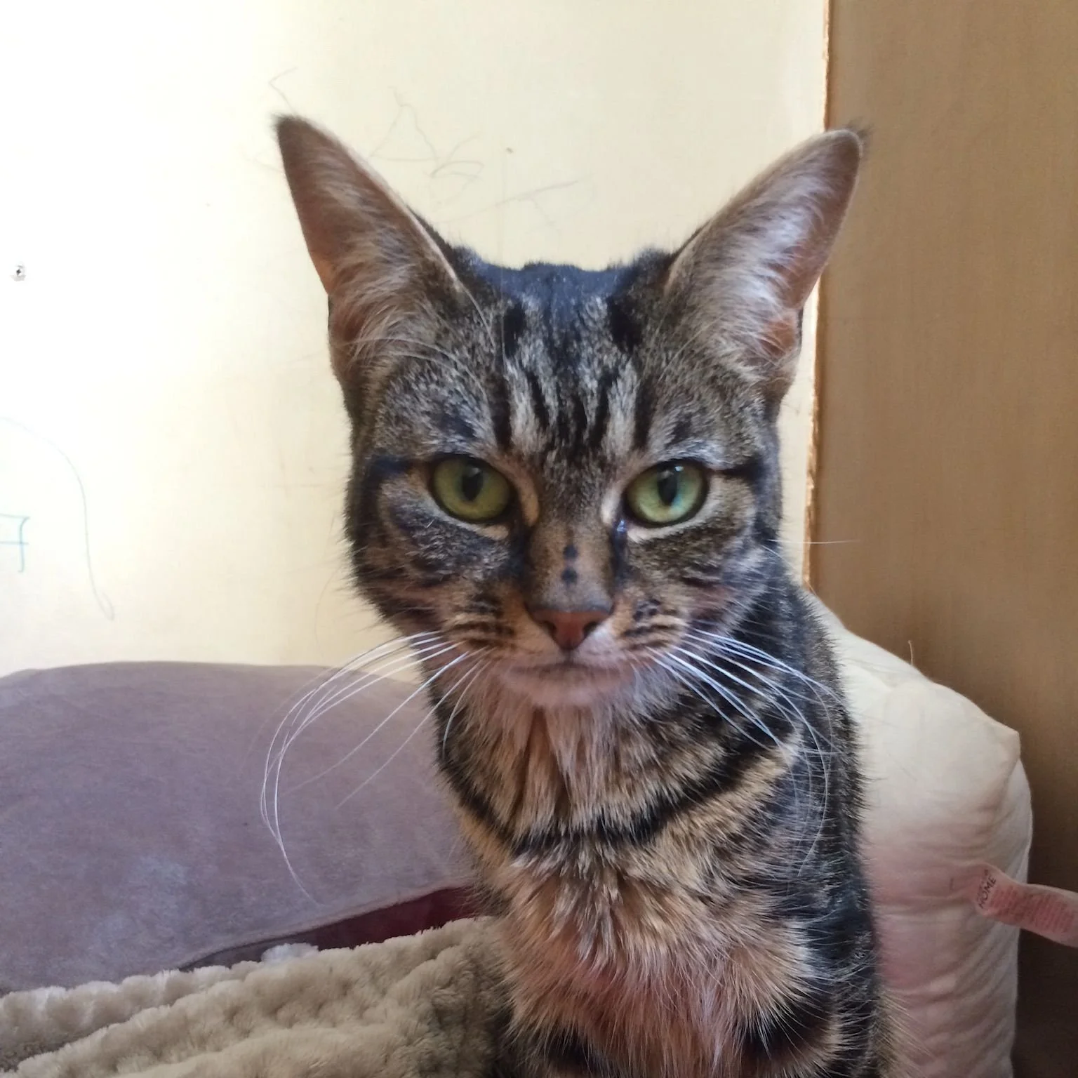 Adoption — Adopt a cat or foster a cat in London - Feline Friends London