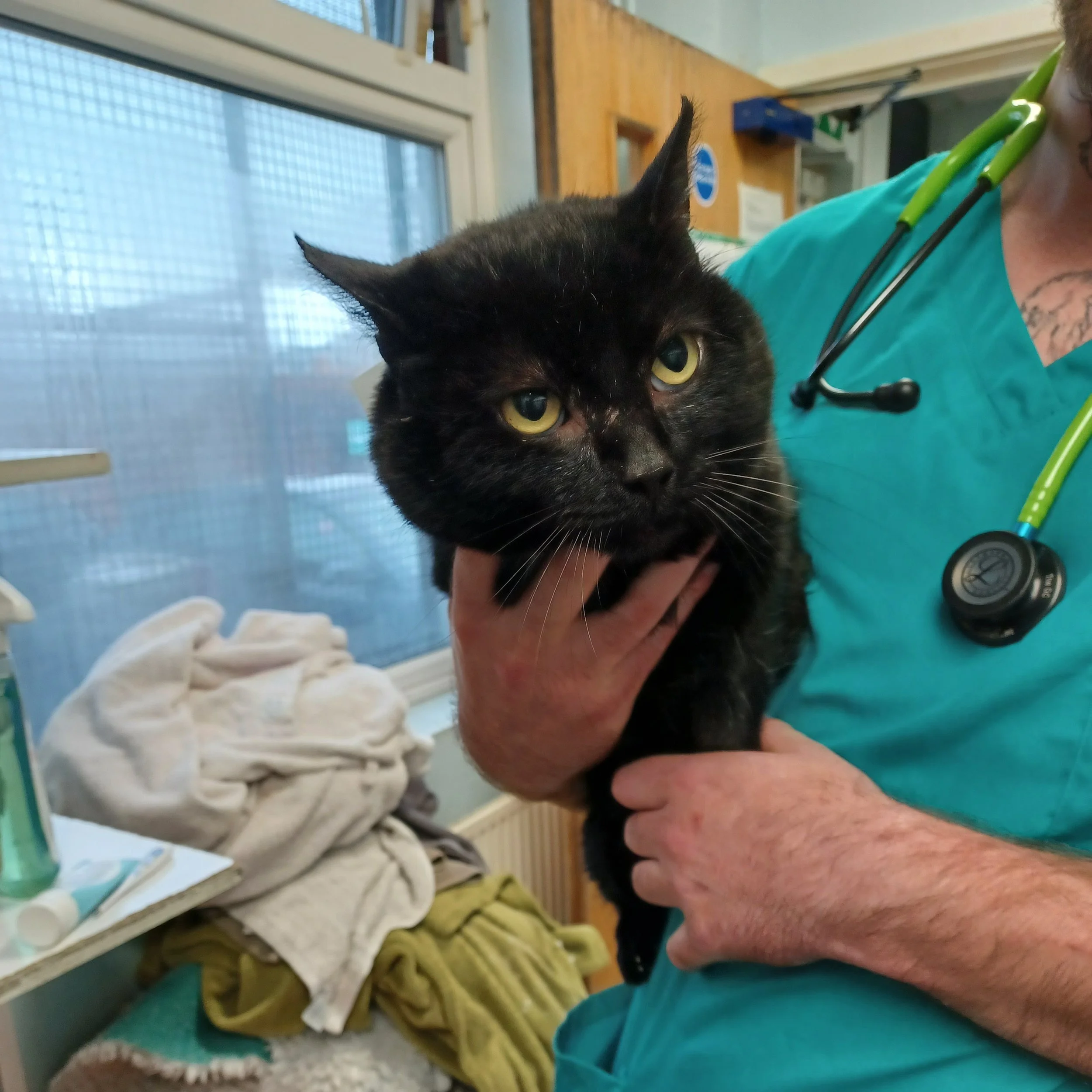 Adoption — Adopt a cat or foster a cat in London - Feline Friends London