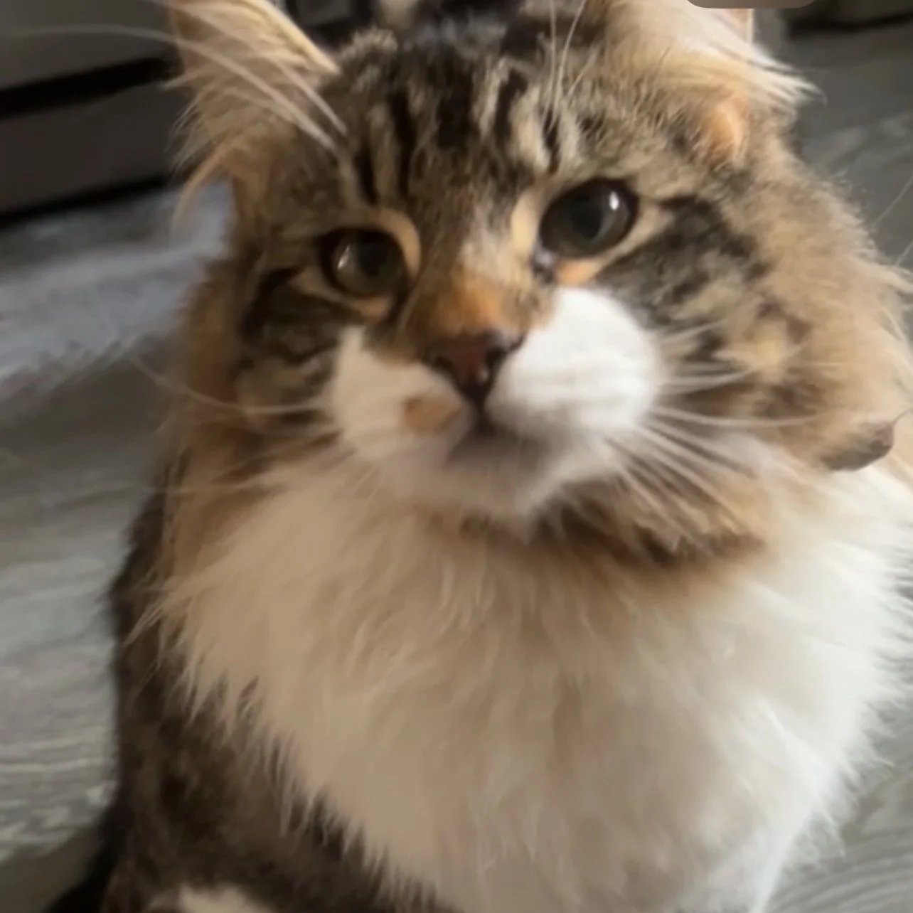 Adoption — Adopt a cat or foster a cat in London - Feline Friends London