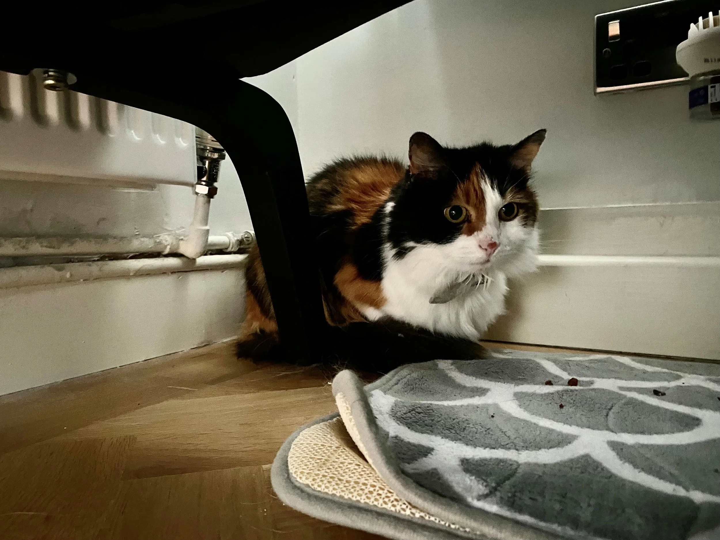 Adoption — Adopt a cat or foster a cat in London - Feline Friends London