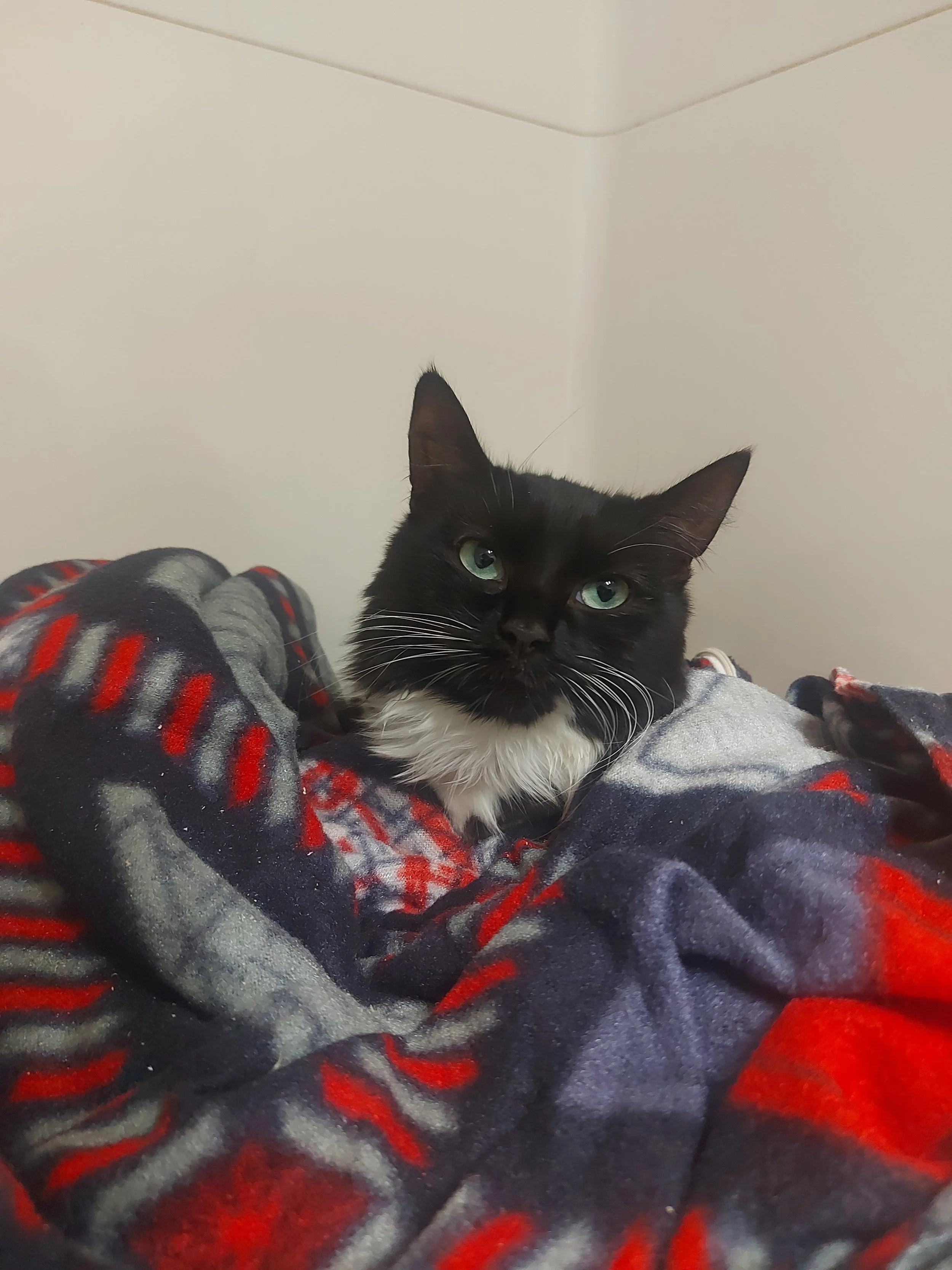 Adoption — Adopt a cat or foster a cat in London - Feline Friends London