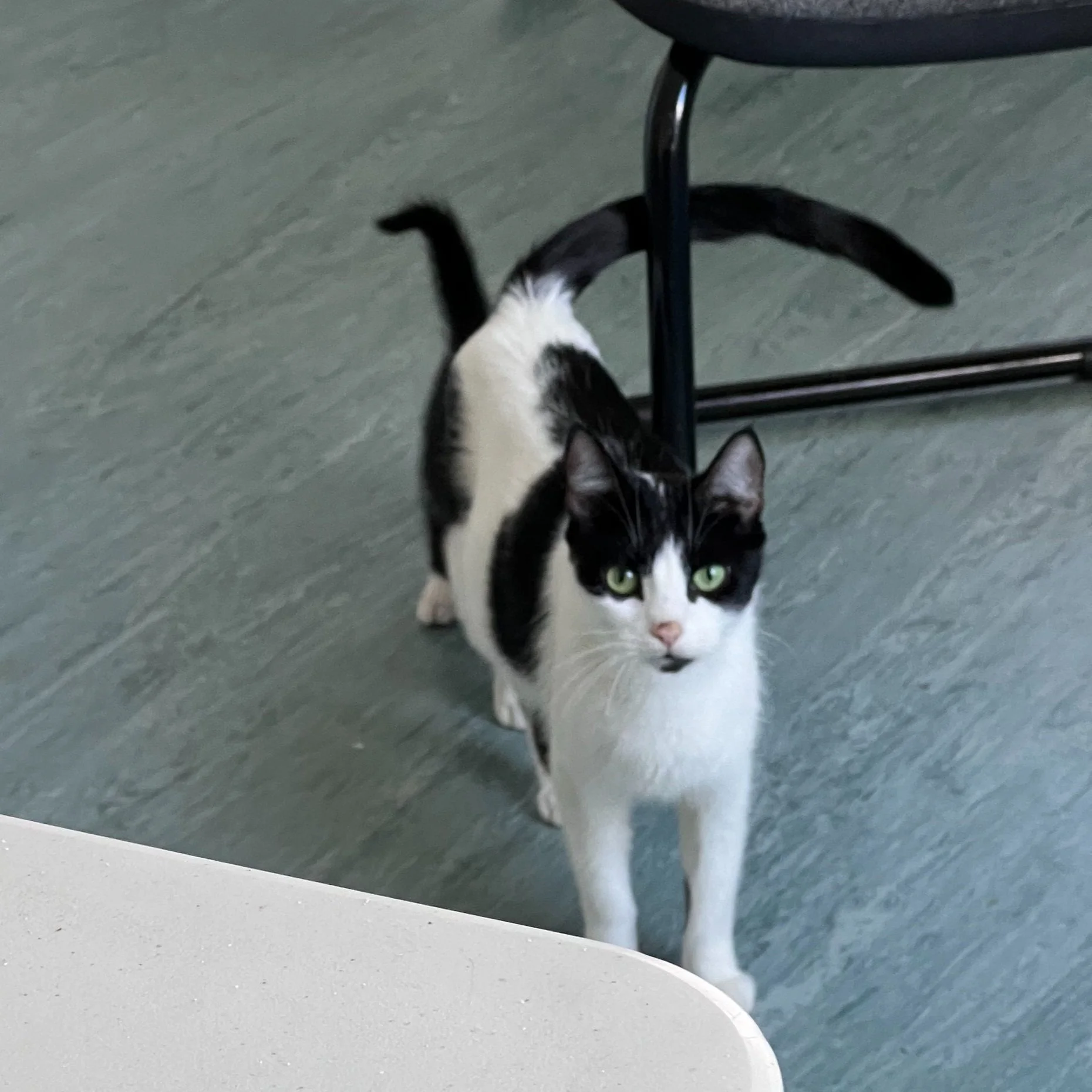 Adoption — Adopt a cat or foster a cat in London - Feline Friends London