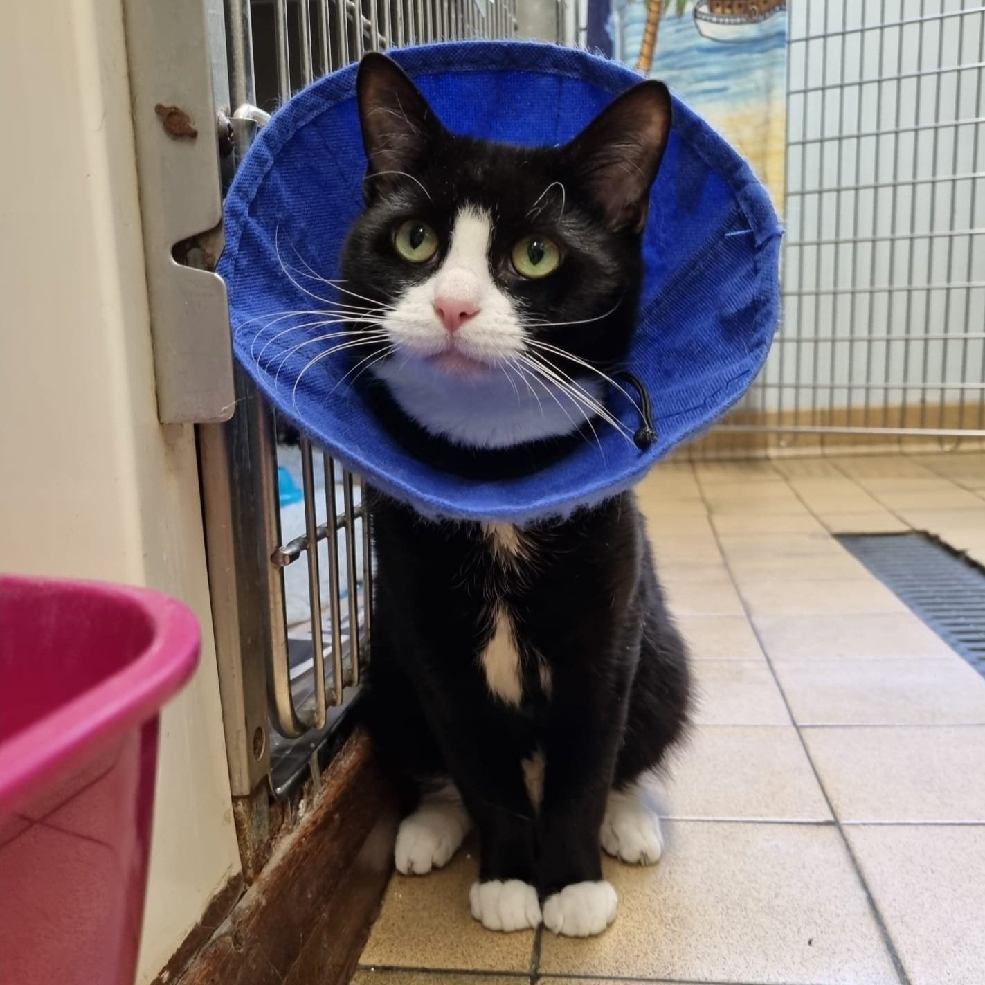 Adoption — Adopt a cat or foster a cat in London - Feline Friends London