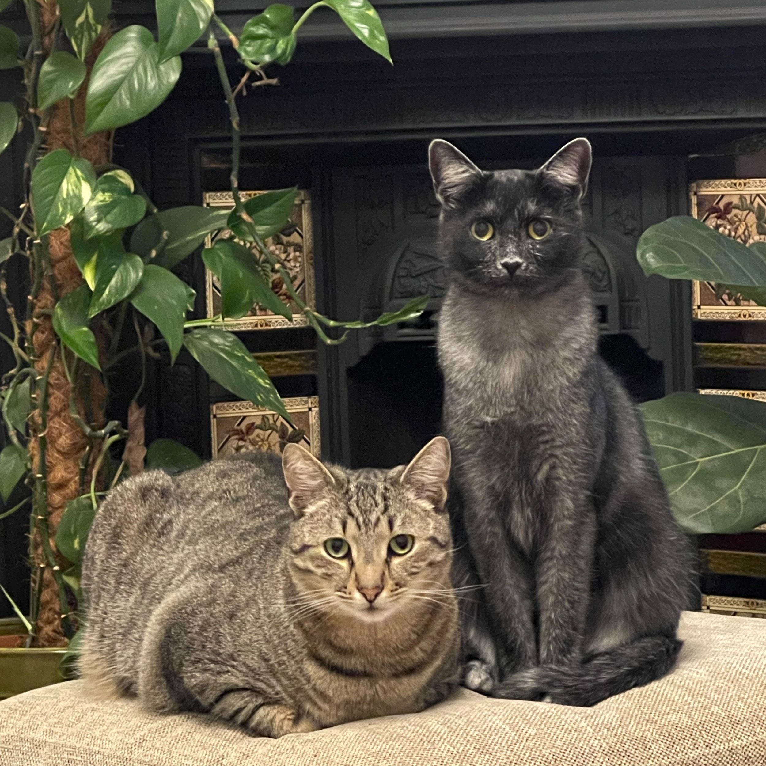 Adoption — Adopt a cat or foster a cat in London - Feline Friends London