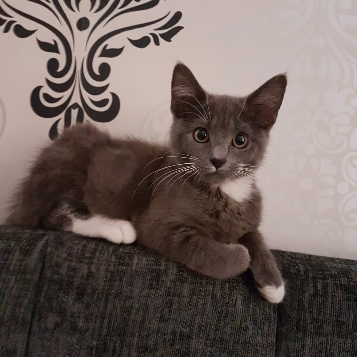 Adoption — Adopt a cat or foster a cat in London - Feline Friends London