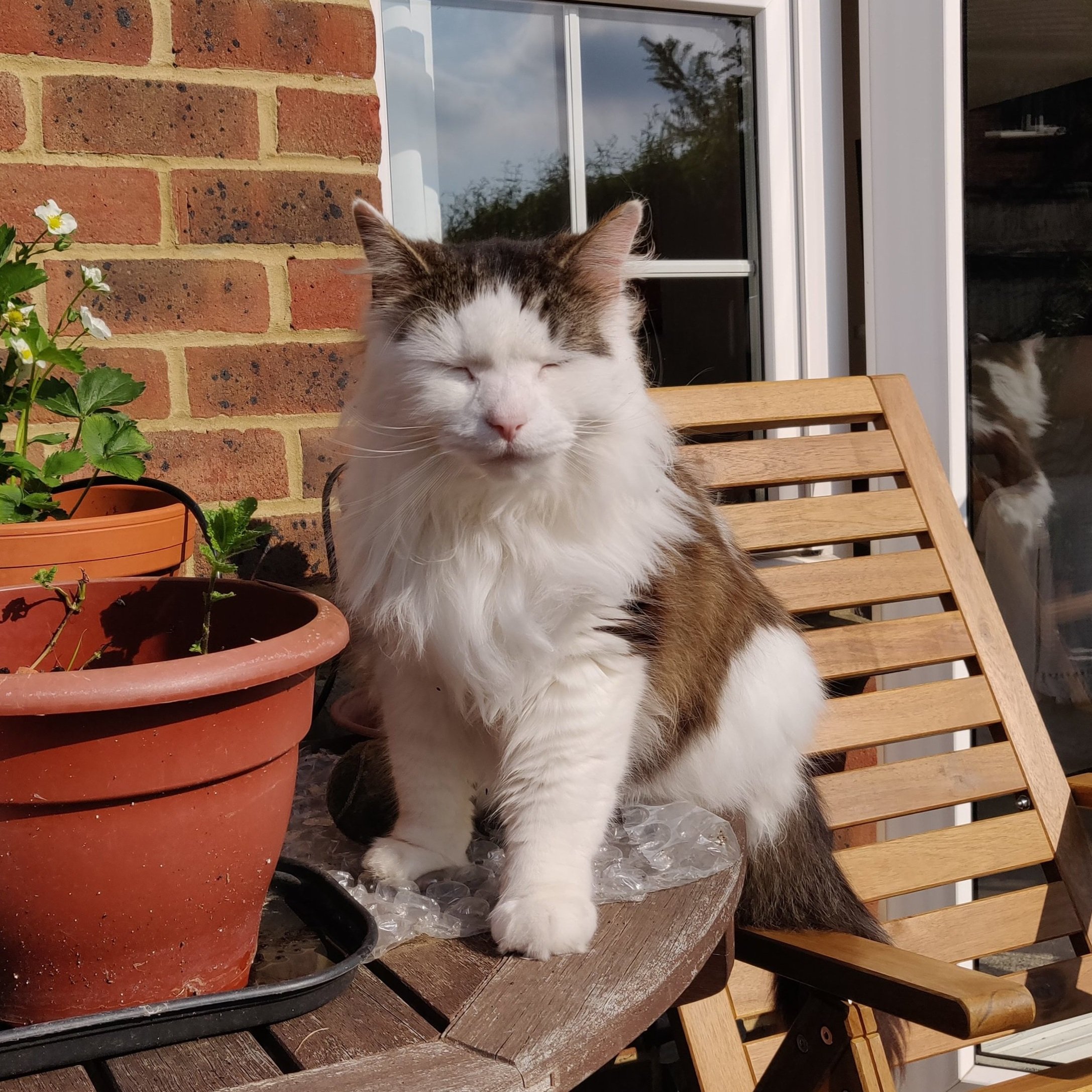 Adoption — Adopt a cat or foster a cat in London - Feline Friends London