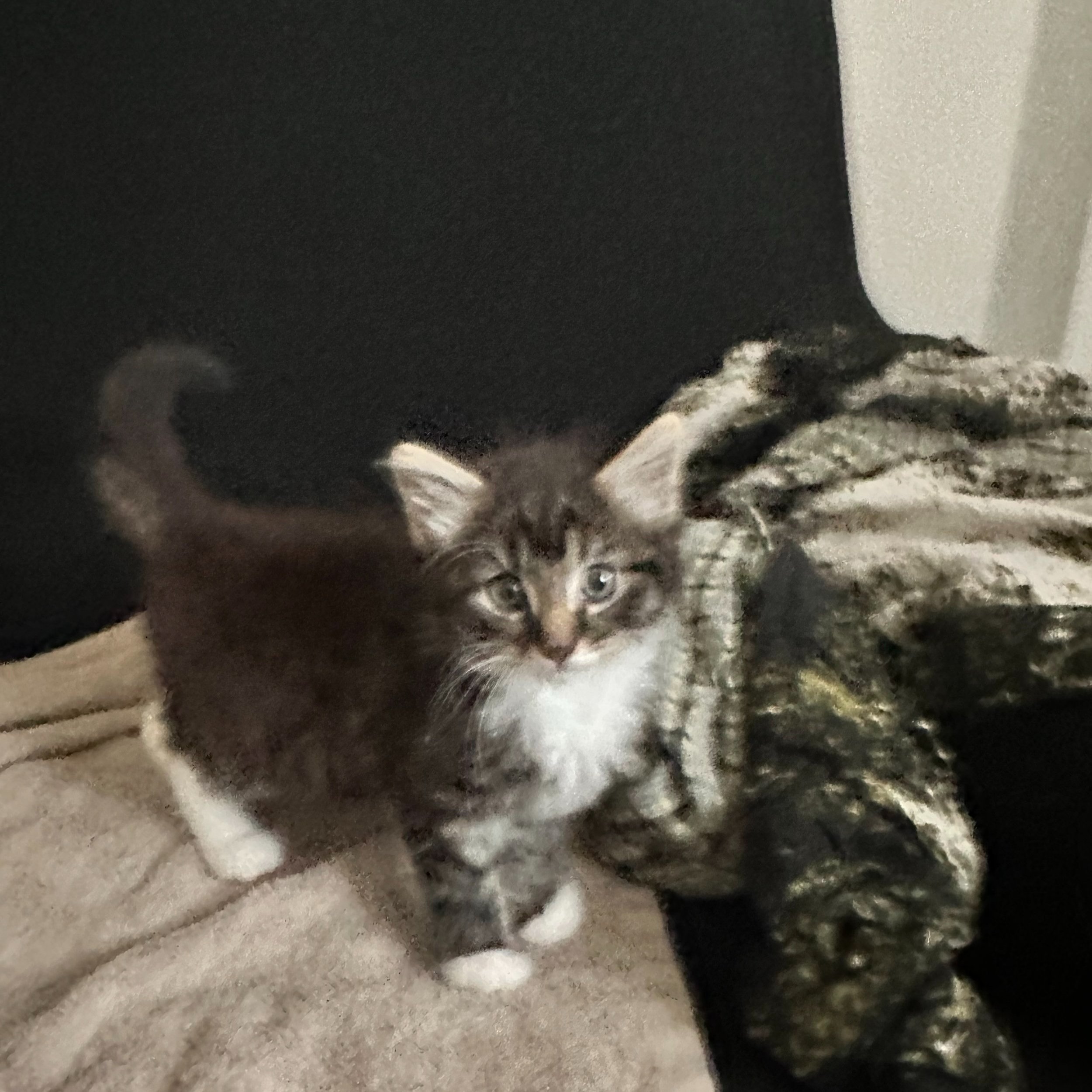 Adoption — Adopt a cat or foster a cat in London - Feline Friends London